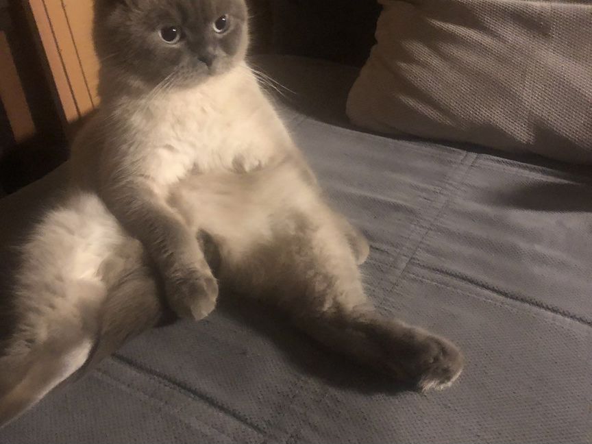 Шотландский вислоухий кот, вязка