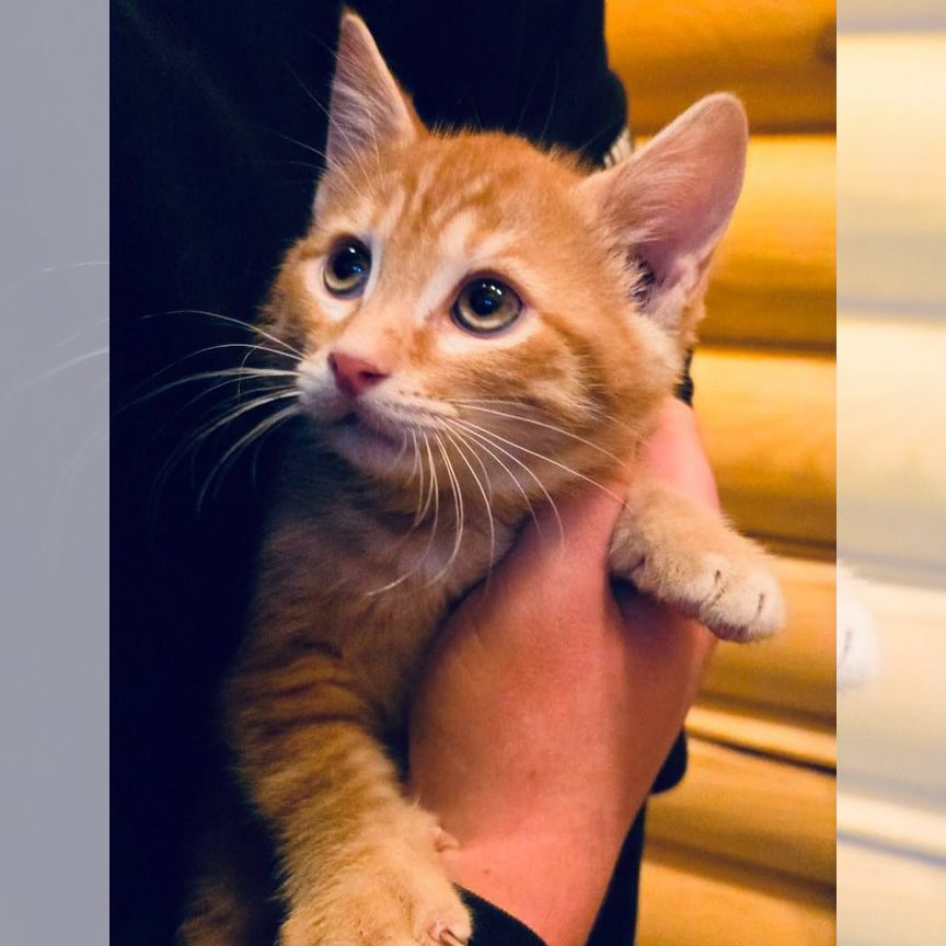 Котёнок в добрые руки