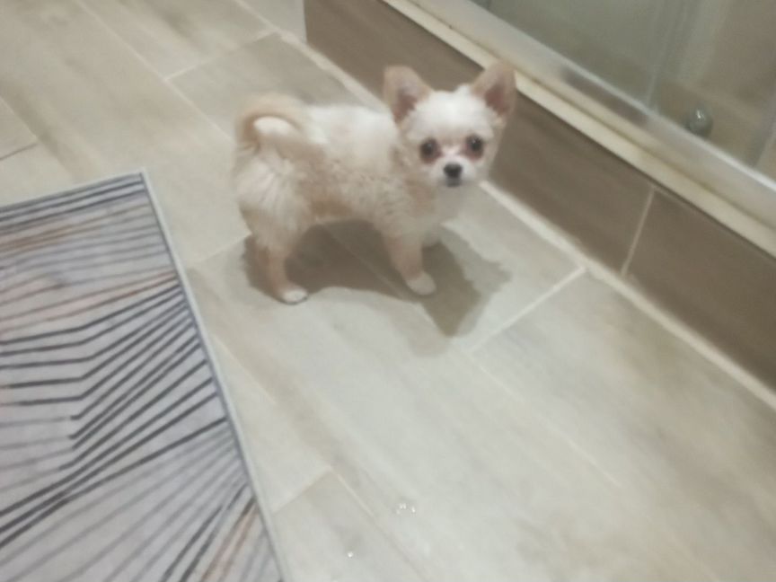 Продам щенка чихуахуа