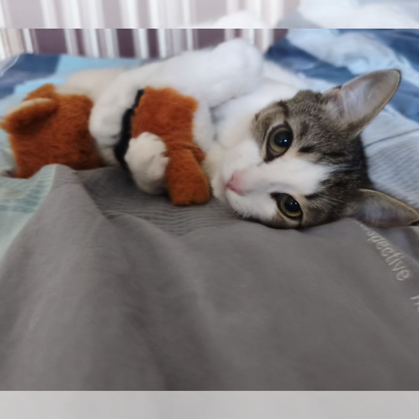 Взрослый кот в добрые руки