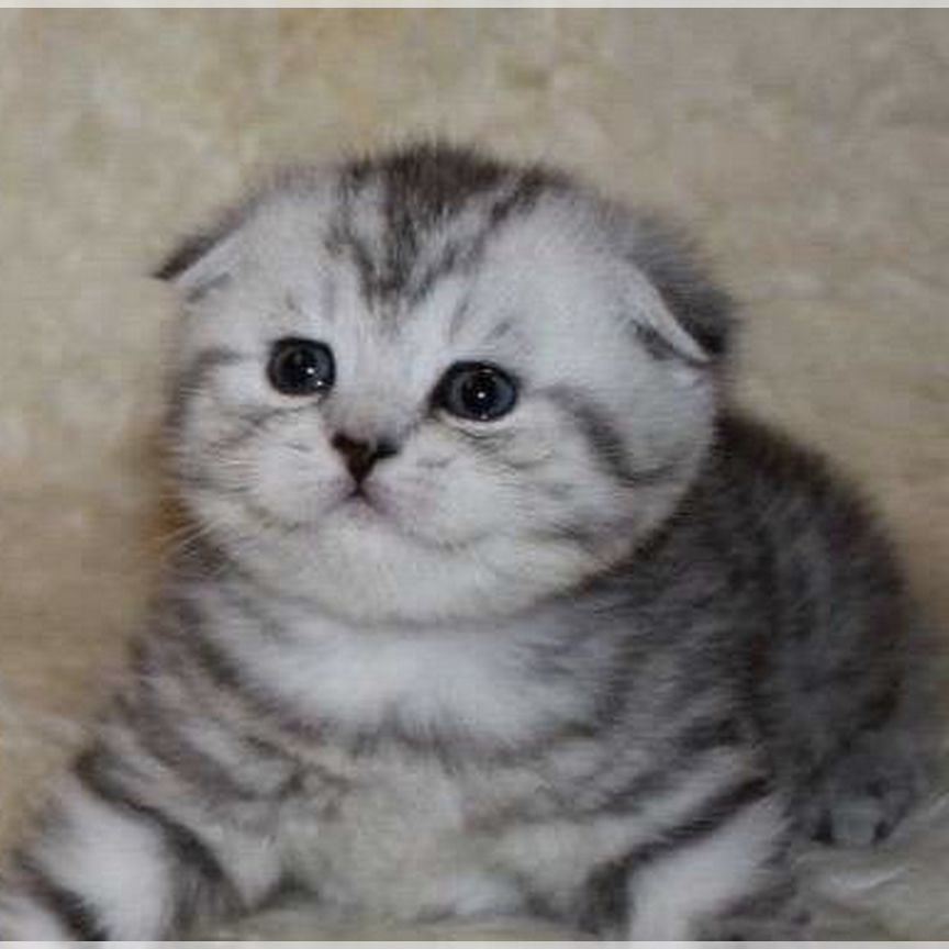 Шотландский вислоухий короткошёрстный котёнок