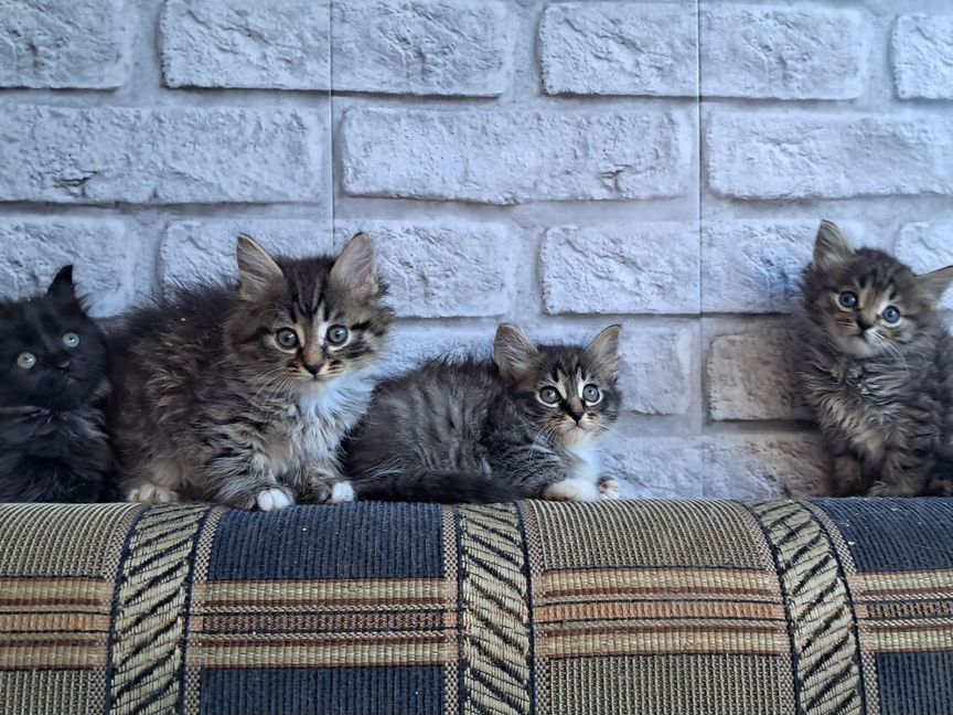 Сибирские малыши