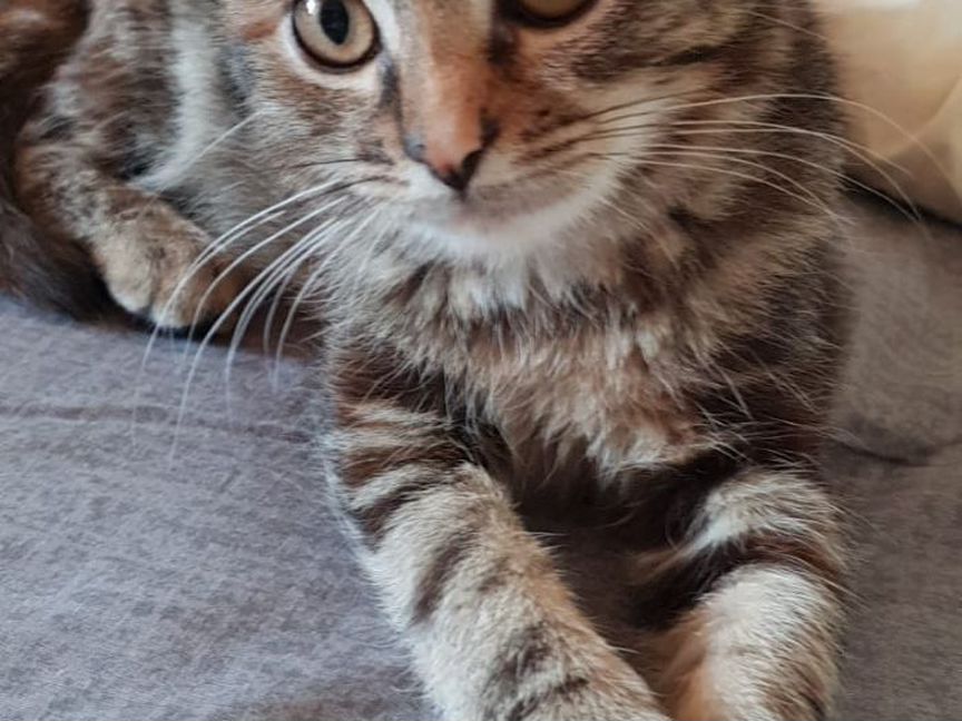 Кошка Кайра в добрые руки