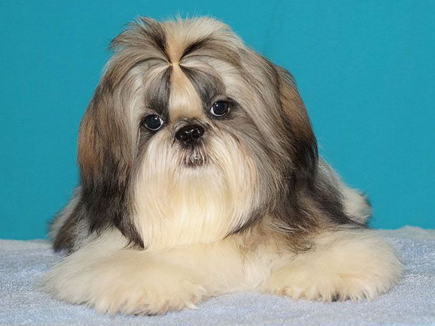 Ши-тцу девочка