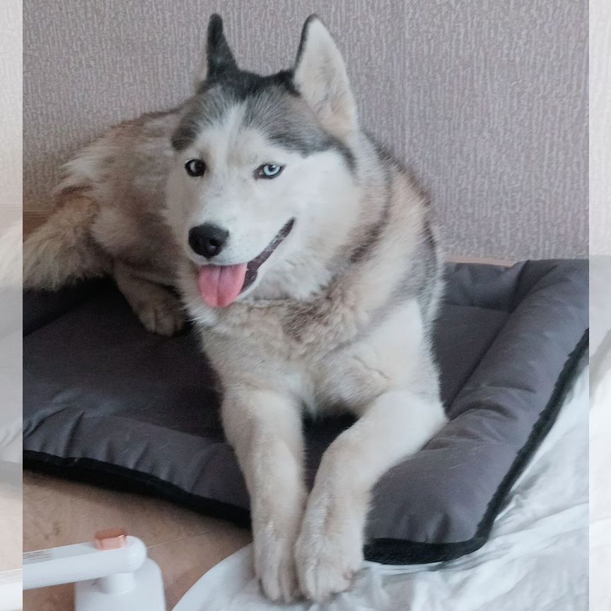 Сибирский хаски, взрослая собака