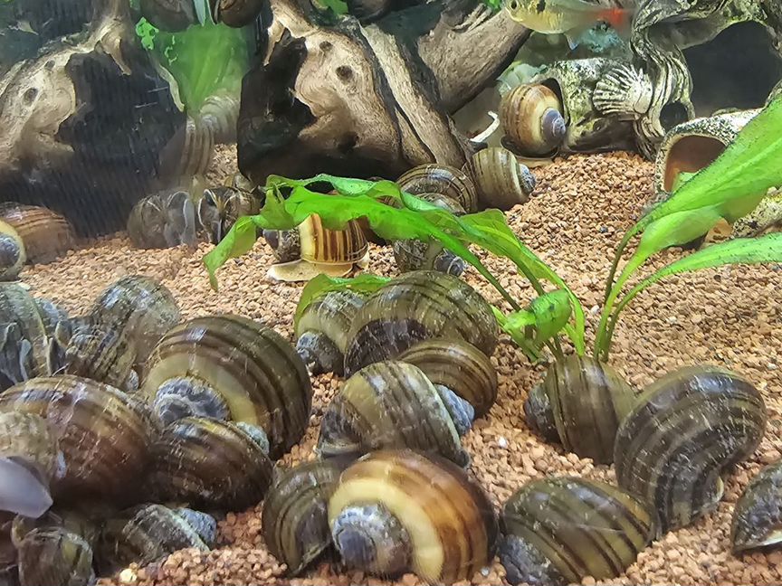 Ампулярии и сомик анциструс