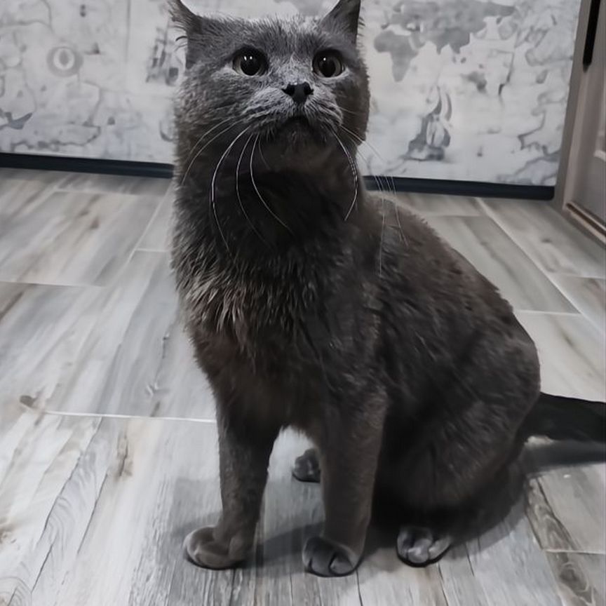 Британский короткошёрстный котёнок