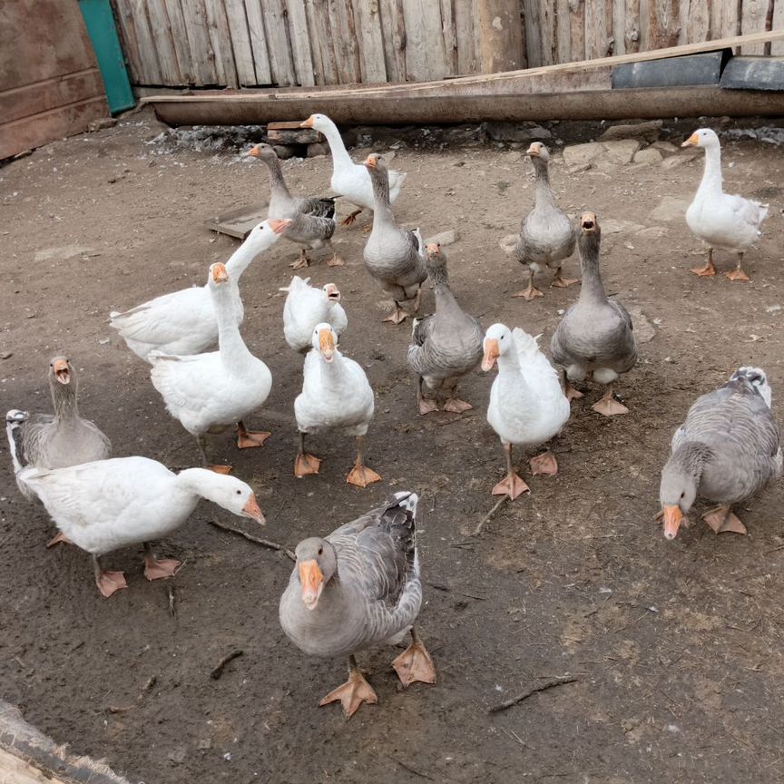 Гуси