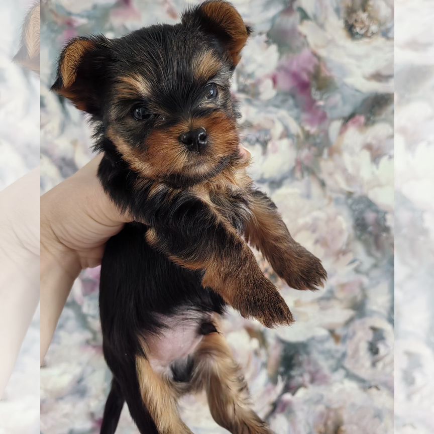 Йоркширский терьер, щенок
