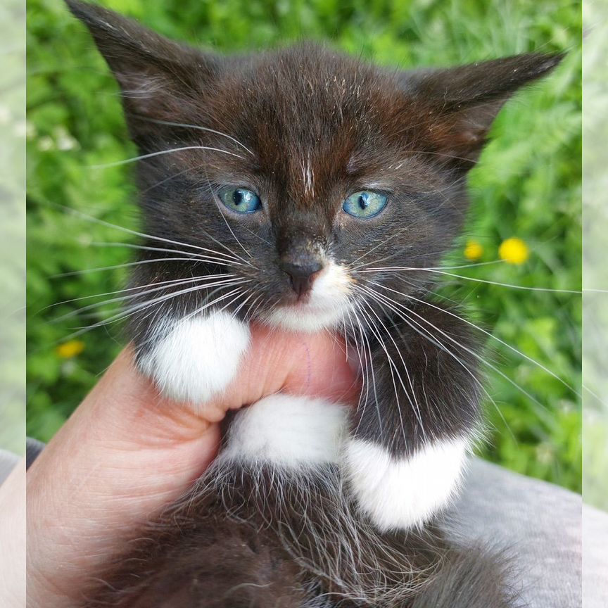Котёнок в добрые руки