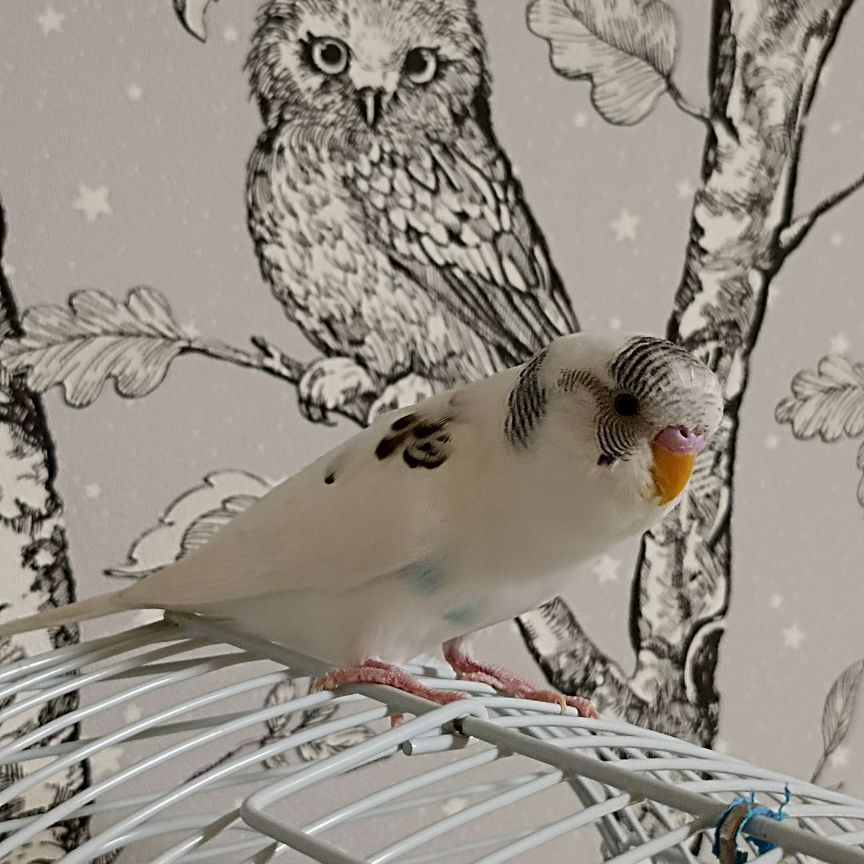 Волнистый попугай самка