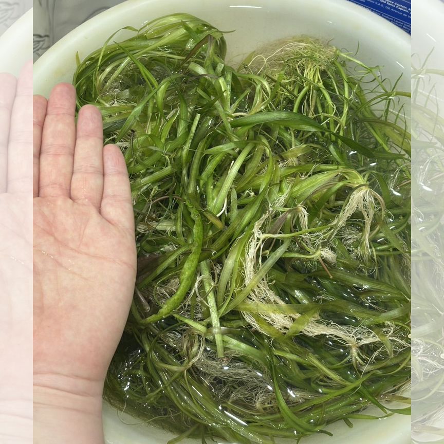 Аквариумная прополка