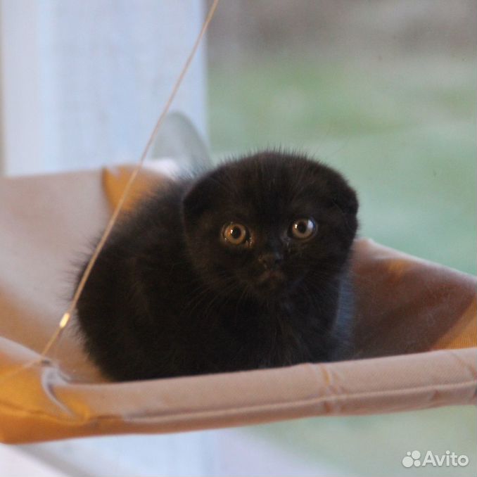 Вислоухие котята черного окраса