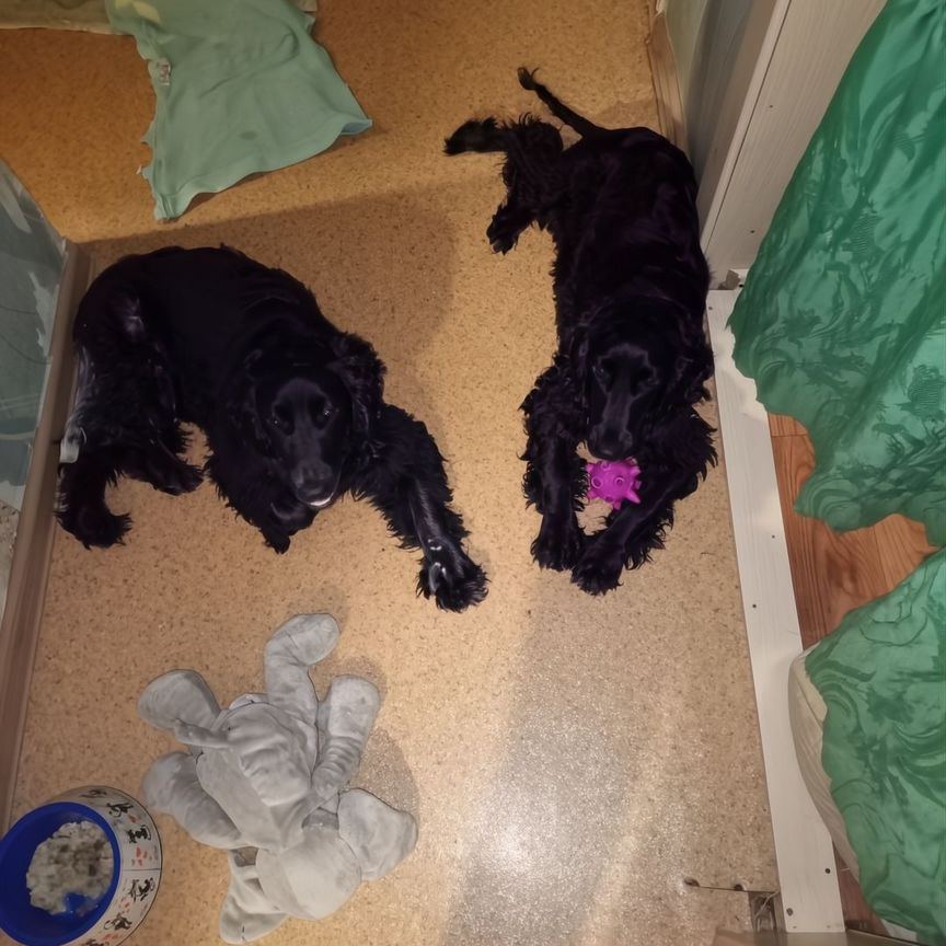 Кокер спаниель, щенок