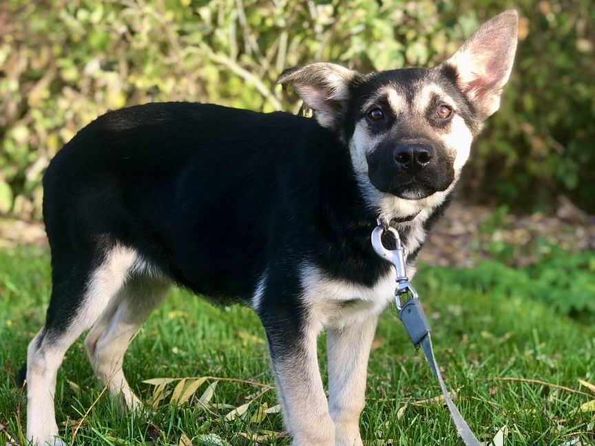Щенок девочка в добрые руки