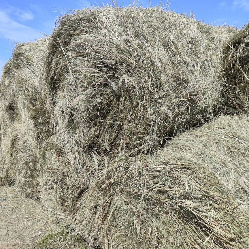 Сено в рулонах
