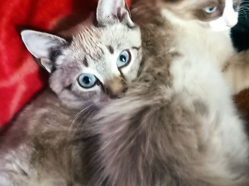 Кошка