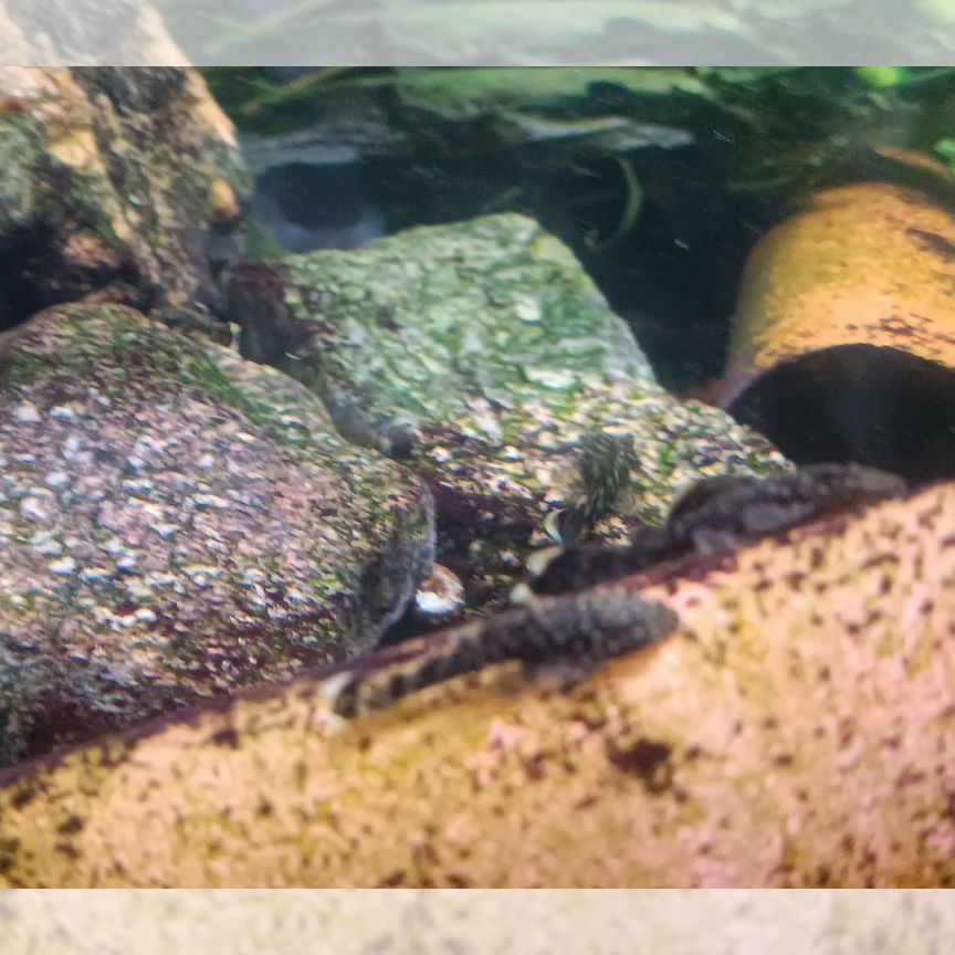 Продам малька анциструса