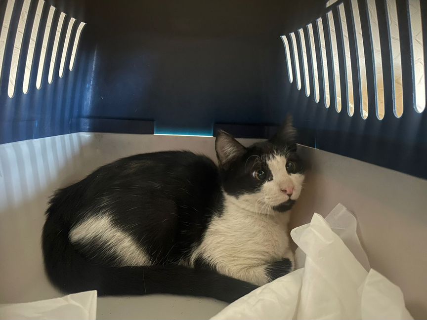 Котенок спасеныш 4-5 месяцев