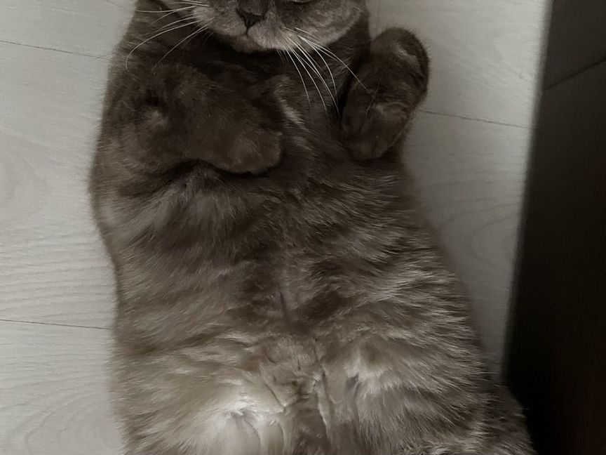 Кот