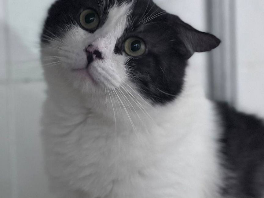 Кошачий мальчик Батон