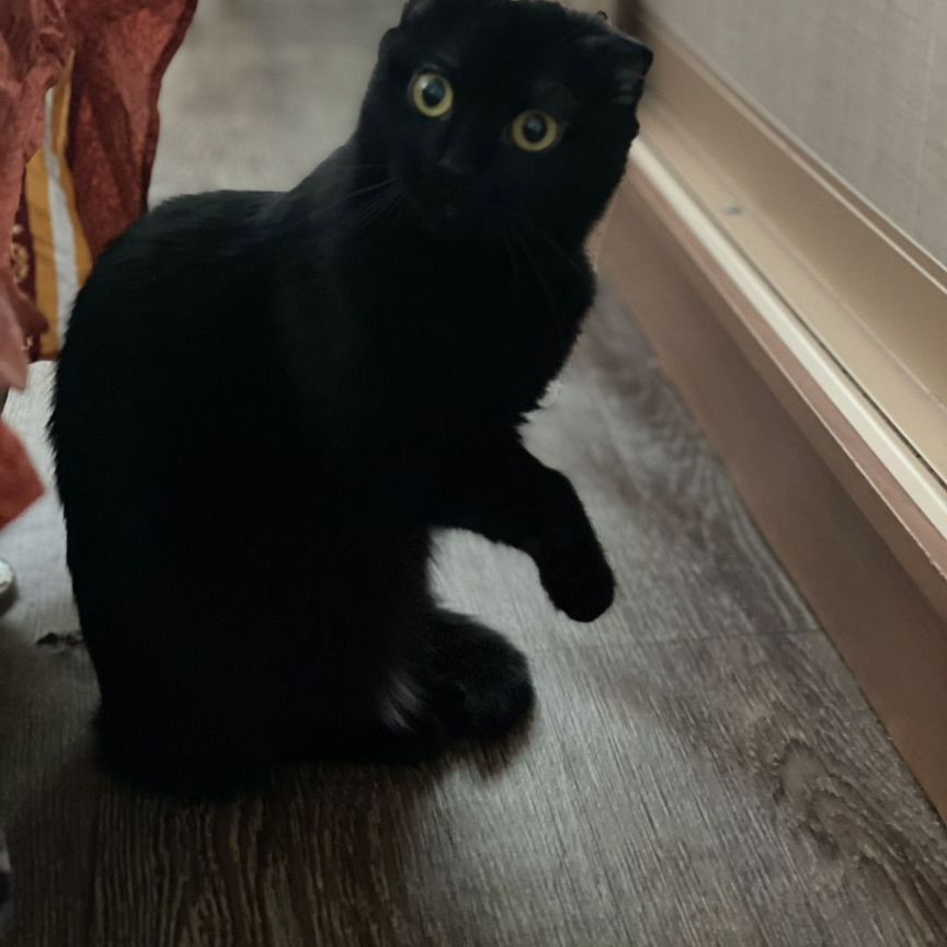 Отдам в добрые руки