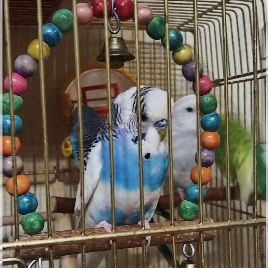 Волнистый попугай мальчик