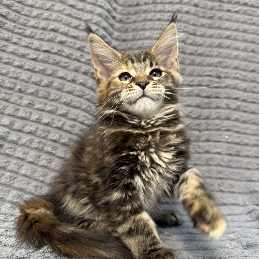 Мейн-кун котёнок