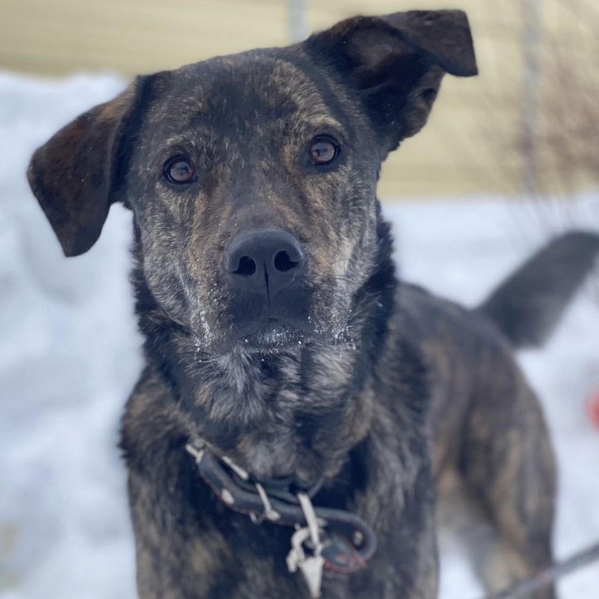 Взрослая собака в добрые руки