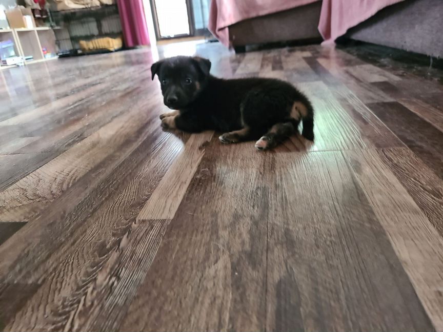 Степан ищет семью