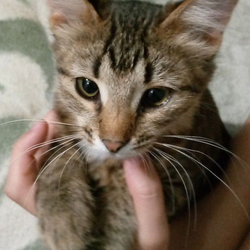 Котёнок/кошка Крысоловка Мышеловка