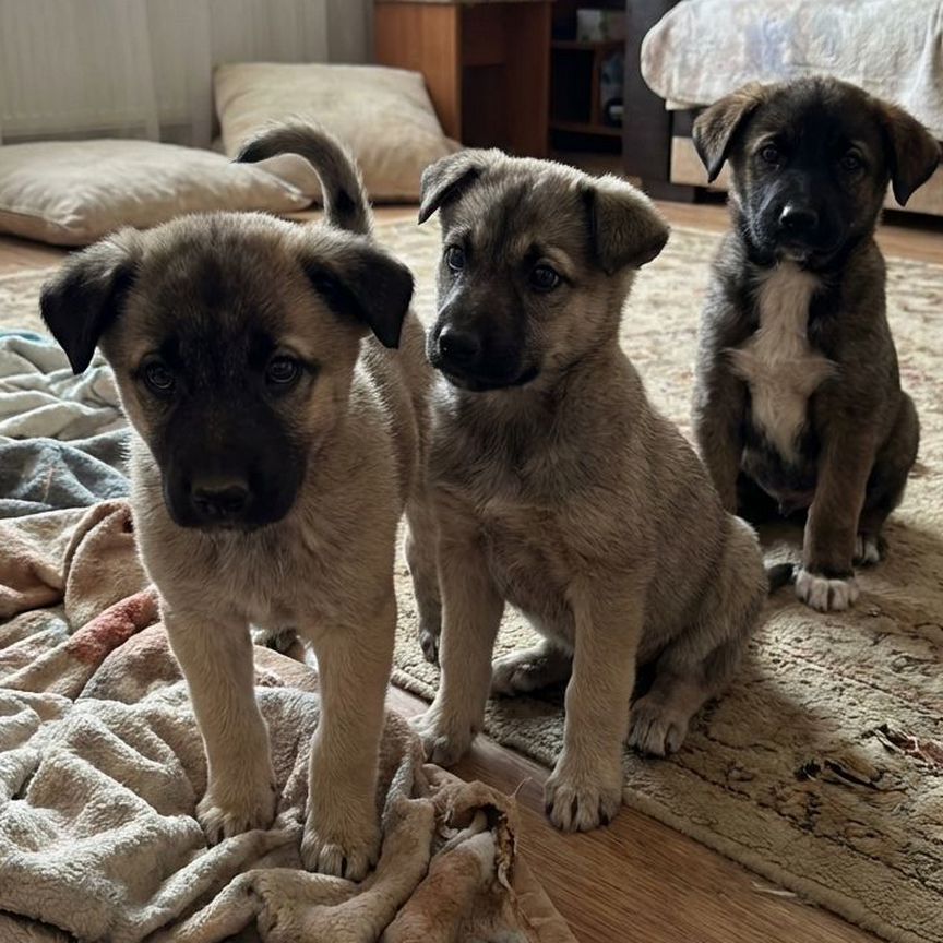 Щенок в добрые руки