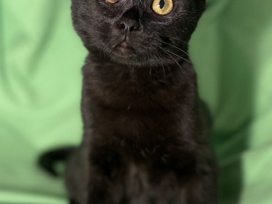 Кошечка 3,5 месяцев в добрые руки