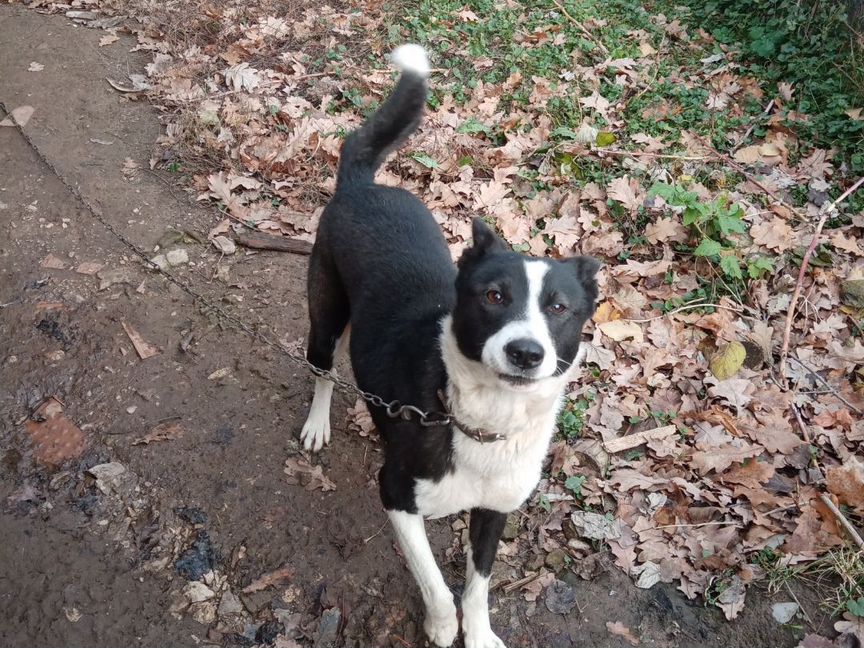 Русско европейская лайка