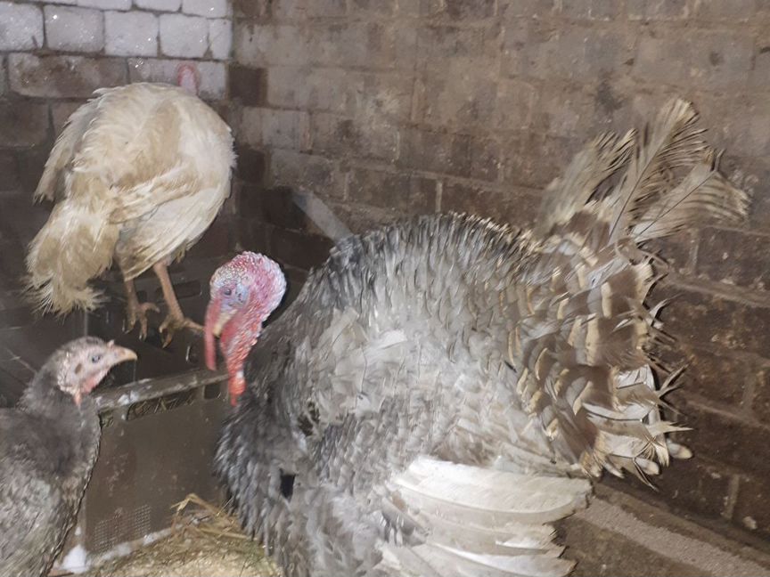 Индюк аспидный