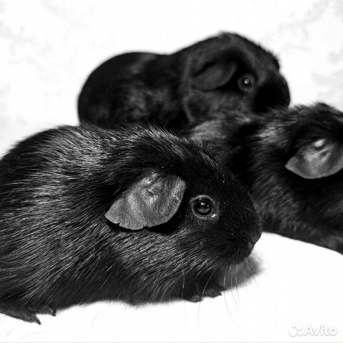 Морская свинка селф