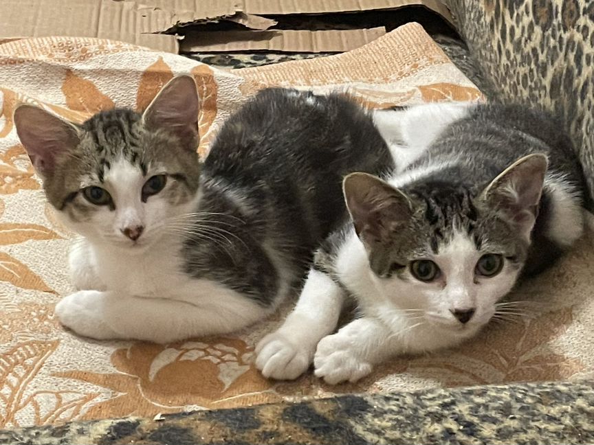 Котята в добрые руки белые