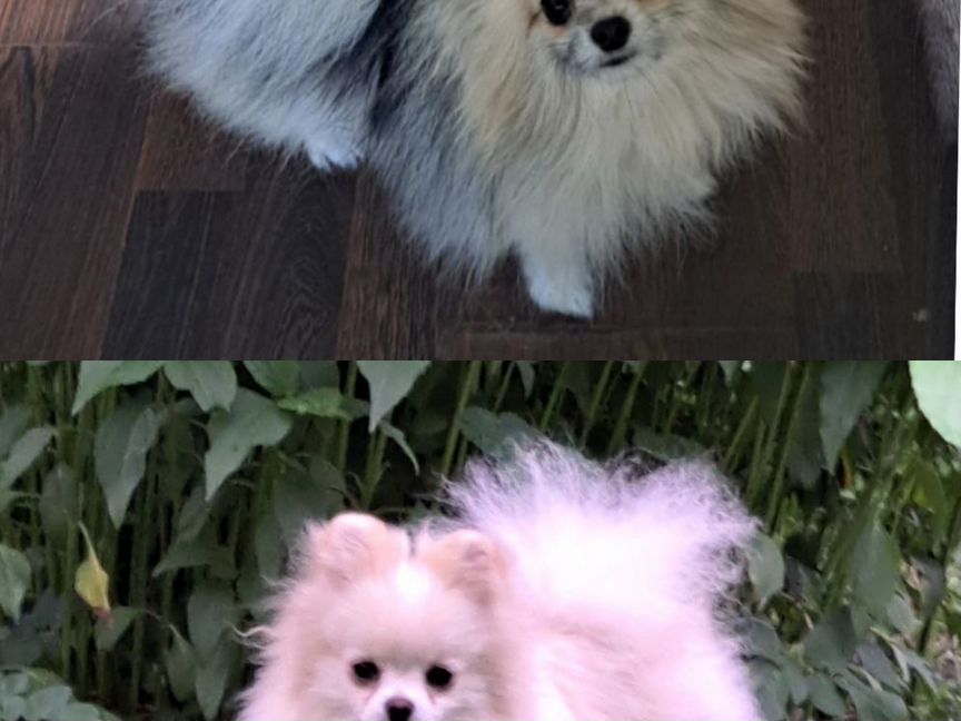 Шпиц померанский девочка