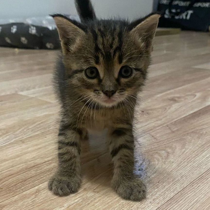 Котята в добрые руки бесплатно