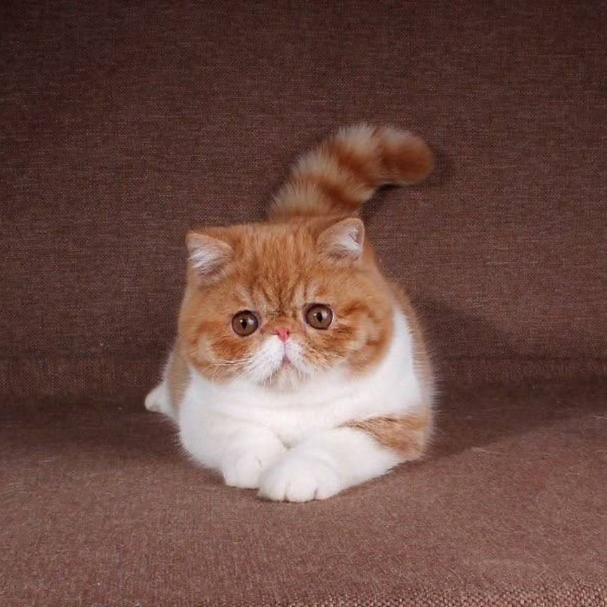 Экзотический короткошёрстный котёнок