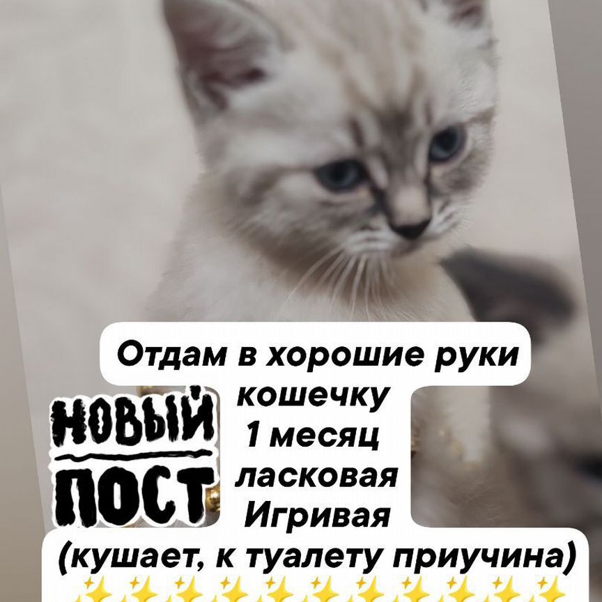 Катенок в добрые руки