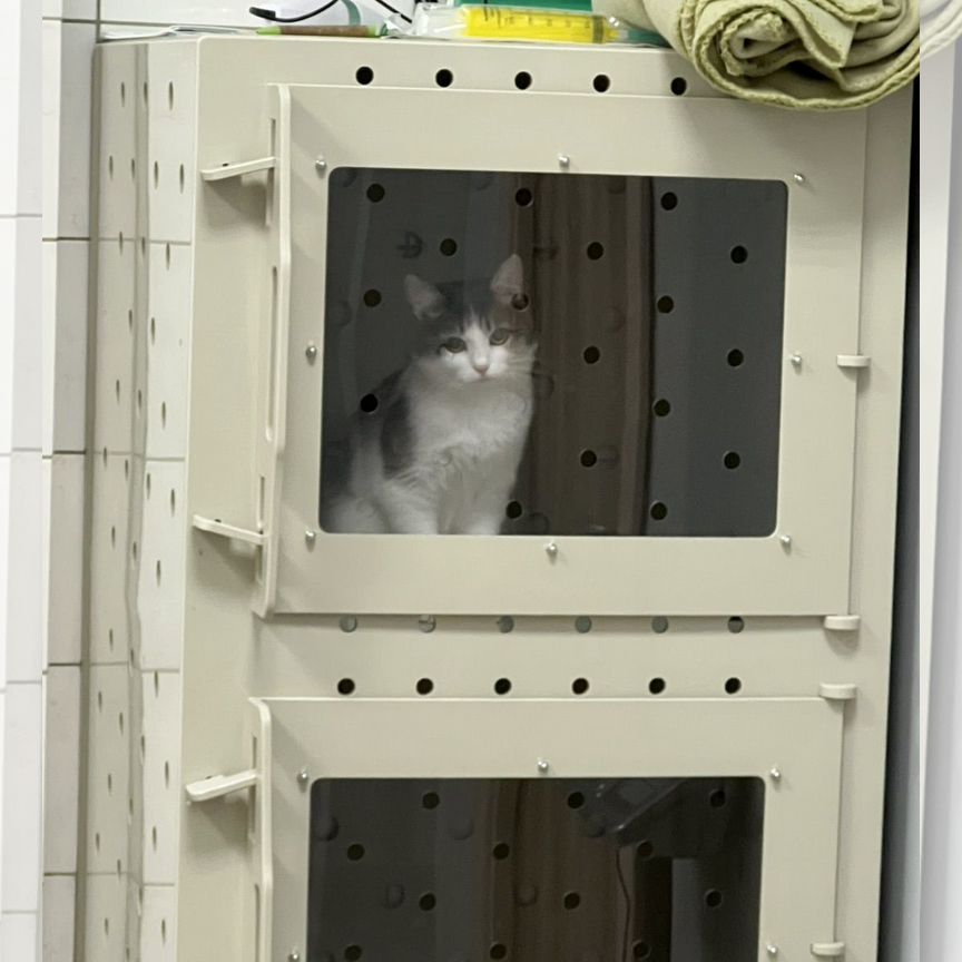 Отдам кошку