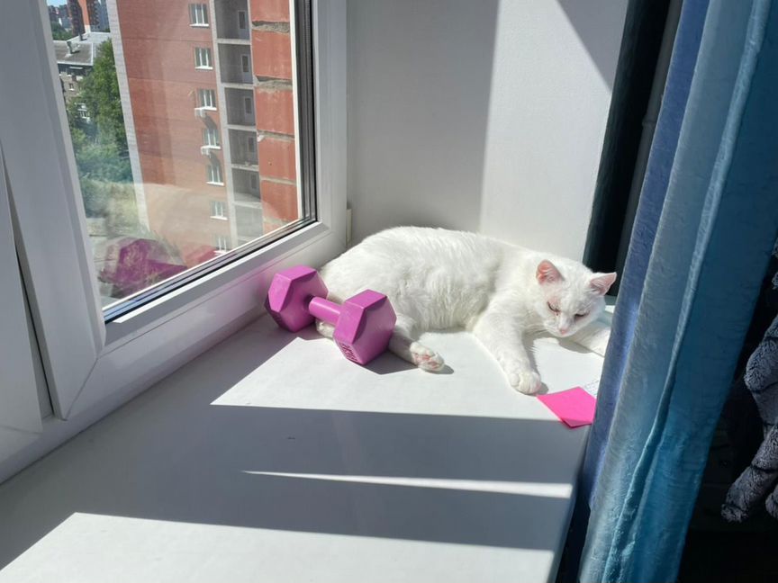 Котик в добрые руки