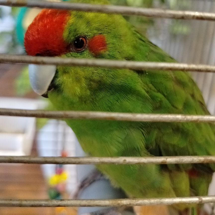 Попугай какарик