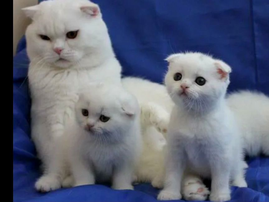 Белые Вислоухие Мишки)