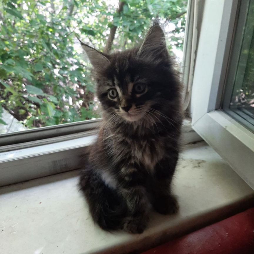 Кошка