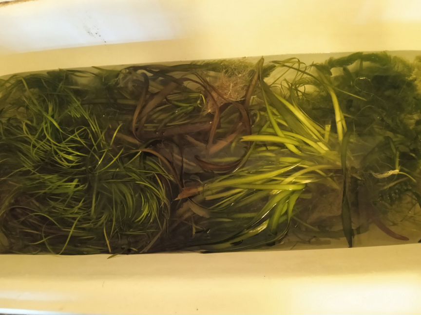Большая прополка аквариумных растений