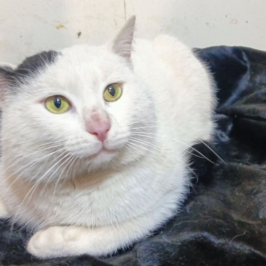 Шикарный кот в добрые руки