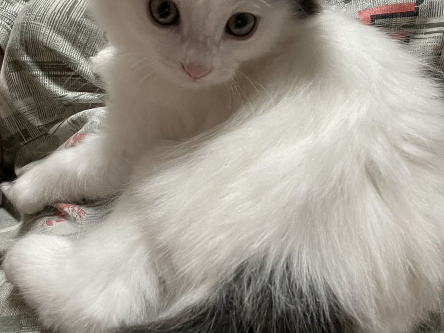 Котенок в добрые, заботливые руки