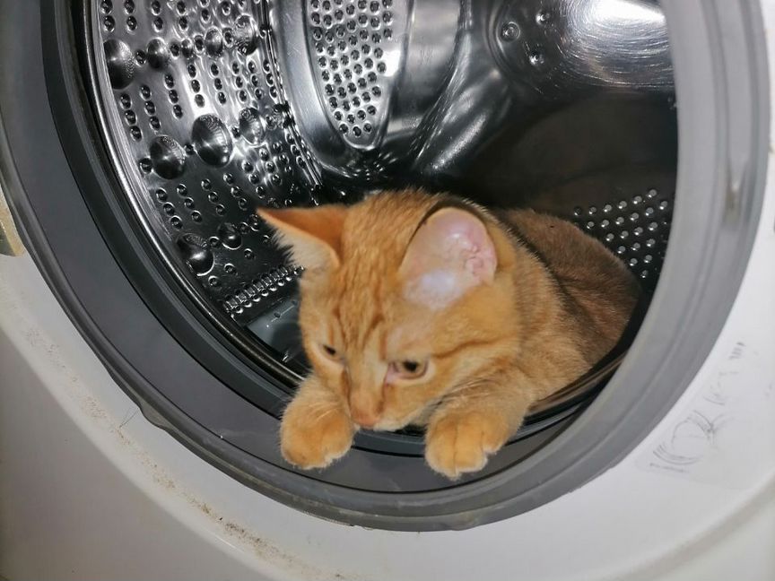 Отдам котика в добрые руки